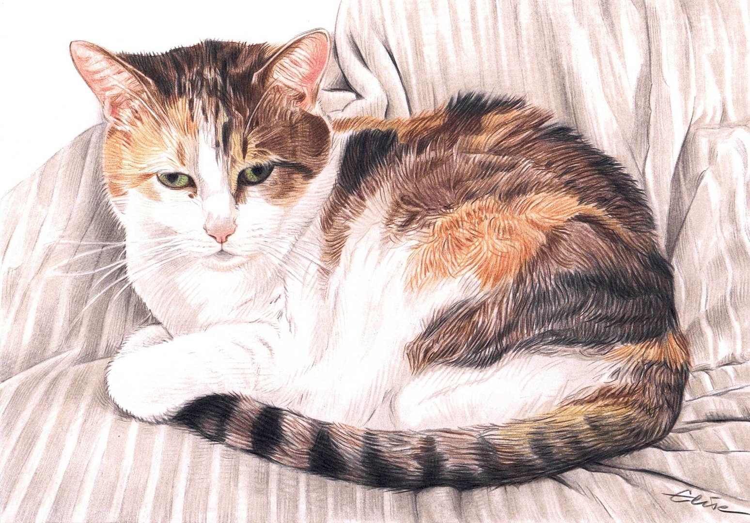 Commande d'un portrait de chat - Les Dessins d'Élise